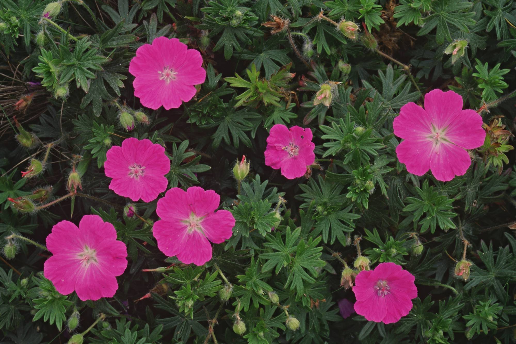 Flora of The Lizard in summer – Natural Lizard